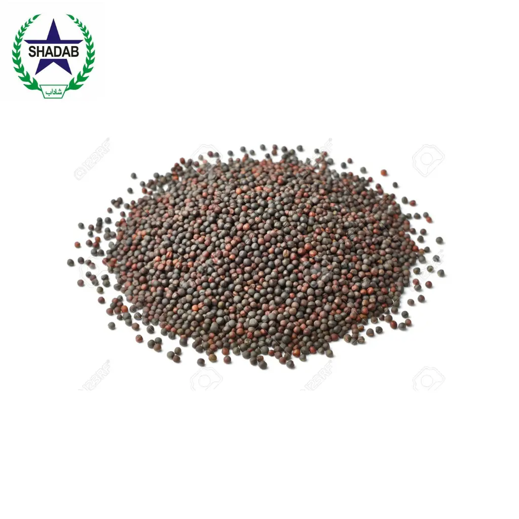 Canola Seed Desi - High Yield & Quality 1kg | Shadabagri.com